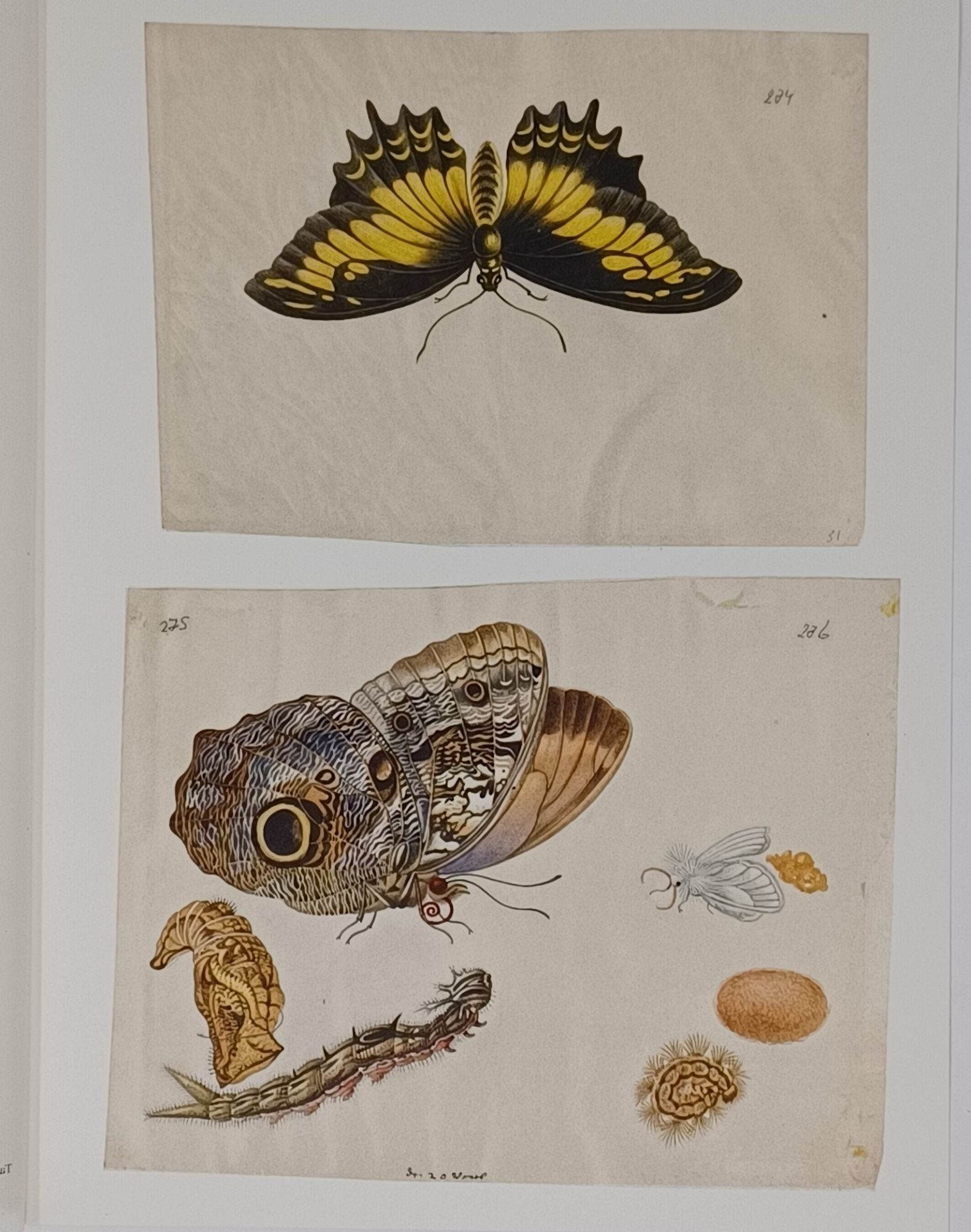 Leningrad Book of Notes and Studies - Butterflies, Beetles and other ...